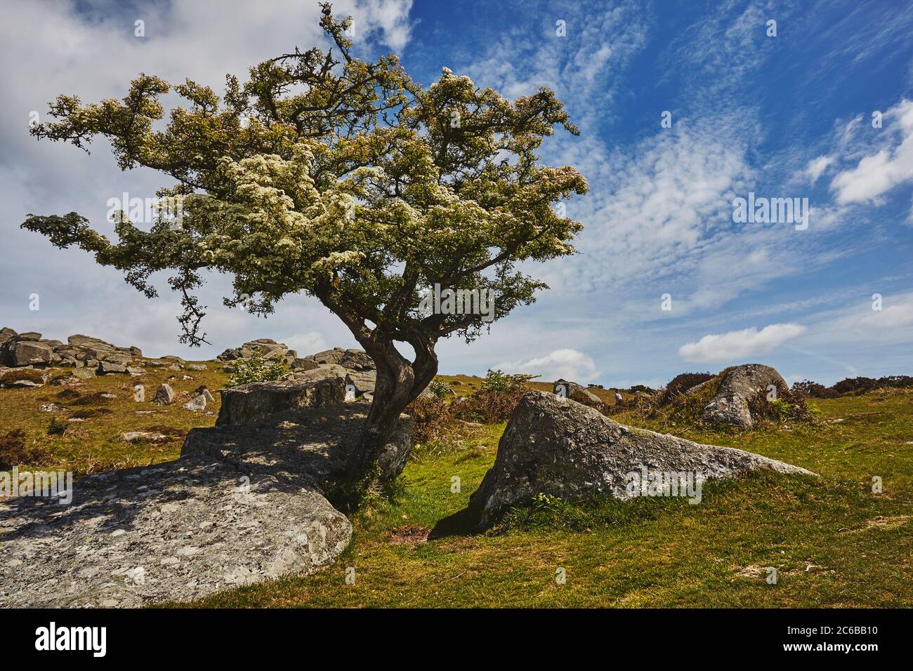 A classic Dartmoor scene, a hawthorn tree in flower in early summer on ...