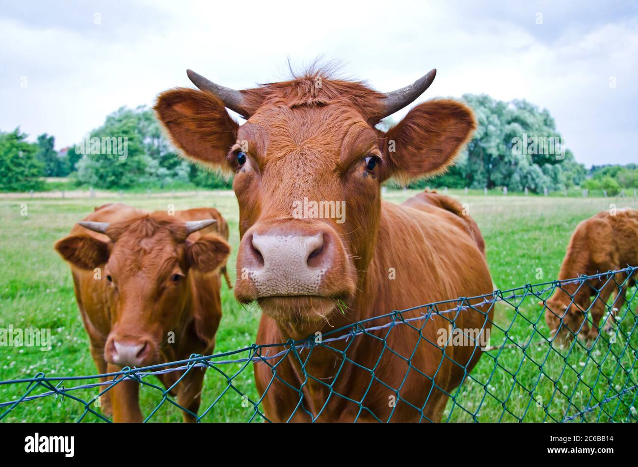 Cattle behind fence hi-res stock photography and images - Alamy