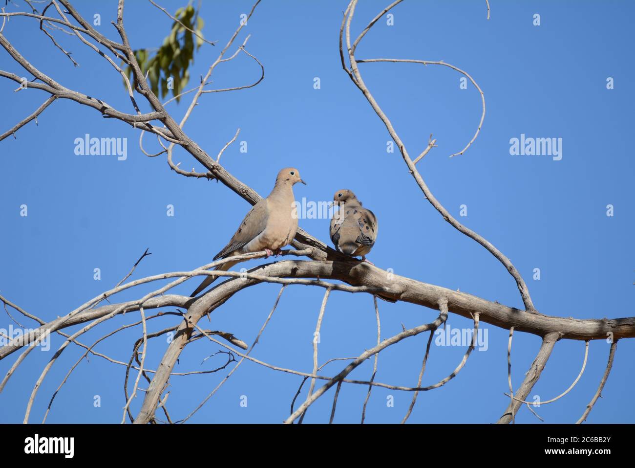 Birds sitting on a tree branch hi-res stock photography and images - Alamy