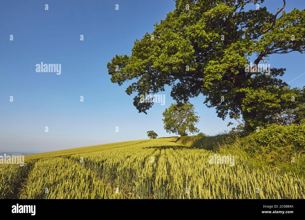 Traditional english oak tree hi-res stock photography and images - Alamy