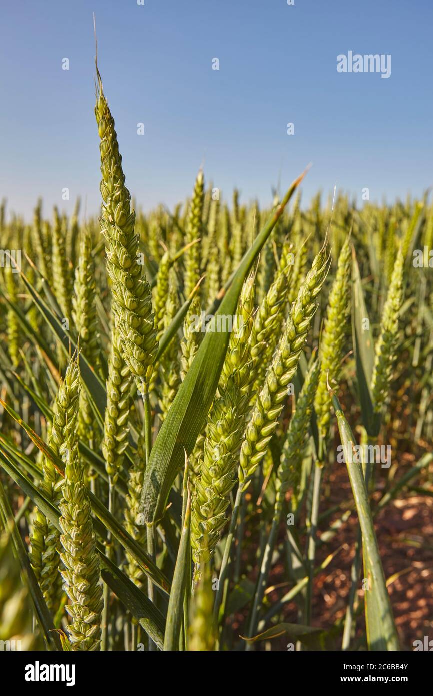 English farmland in summer, a field of growing wheat, near Crediton, in ...