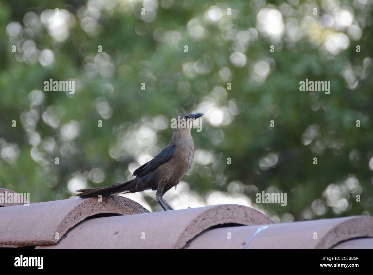 Single bird outdoor Stock Photo - Alamy