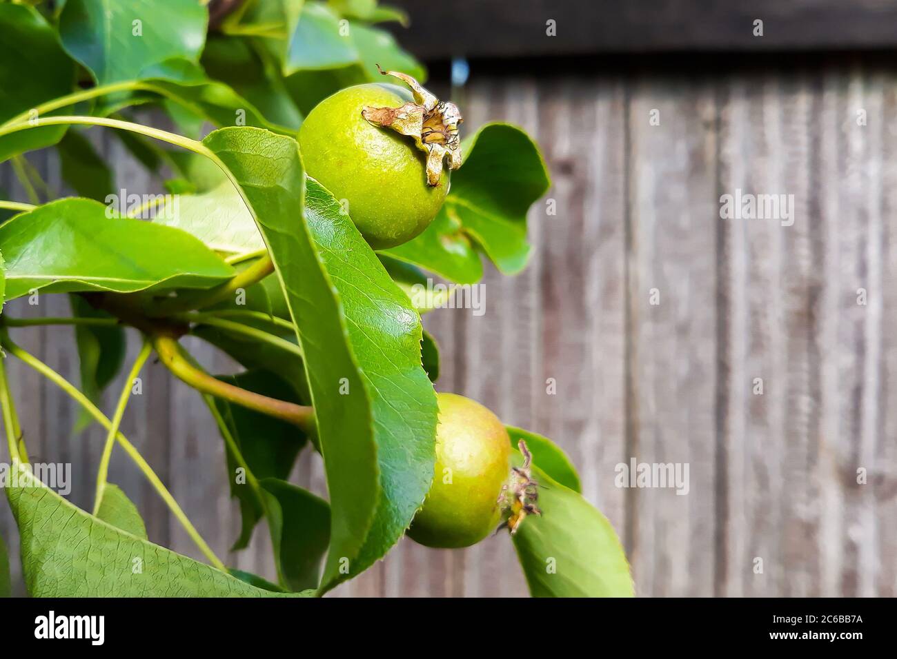 Beautiful pears on background green hi-res stock photography and images ...