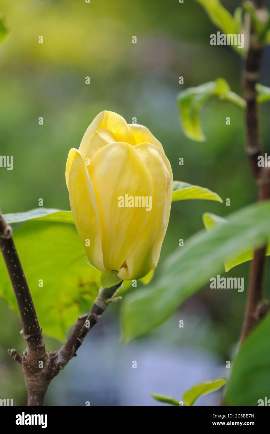 Magnolie Magnolia × brooklynensis Yellow Bird Stock Photo - Alamy