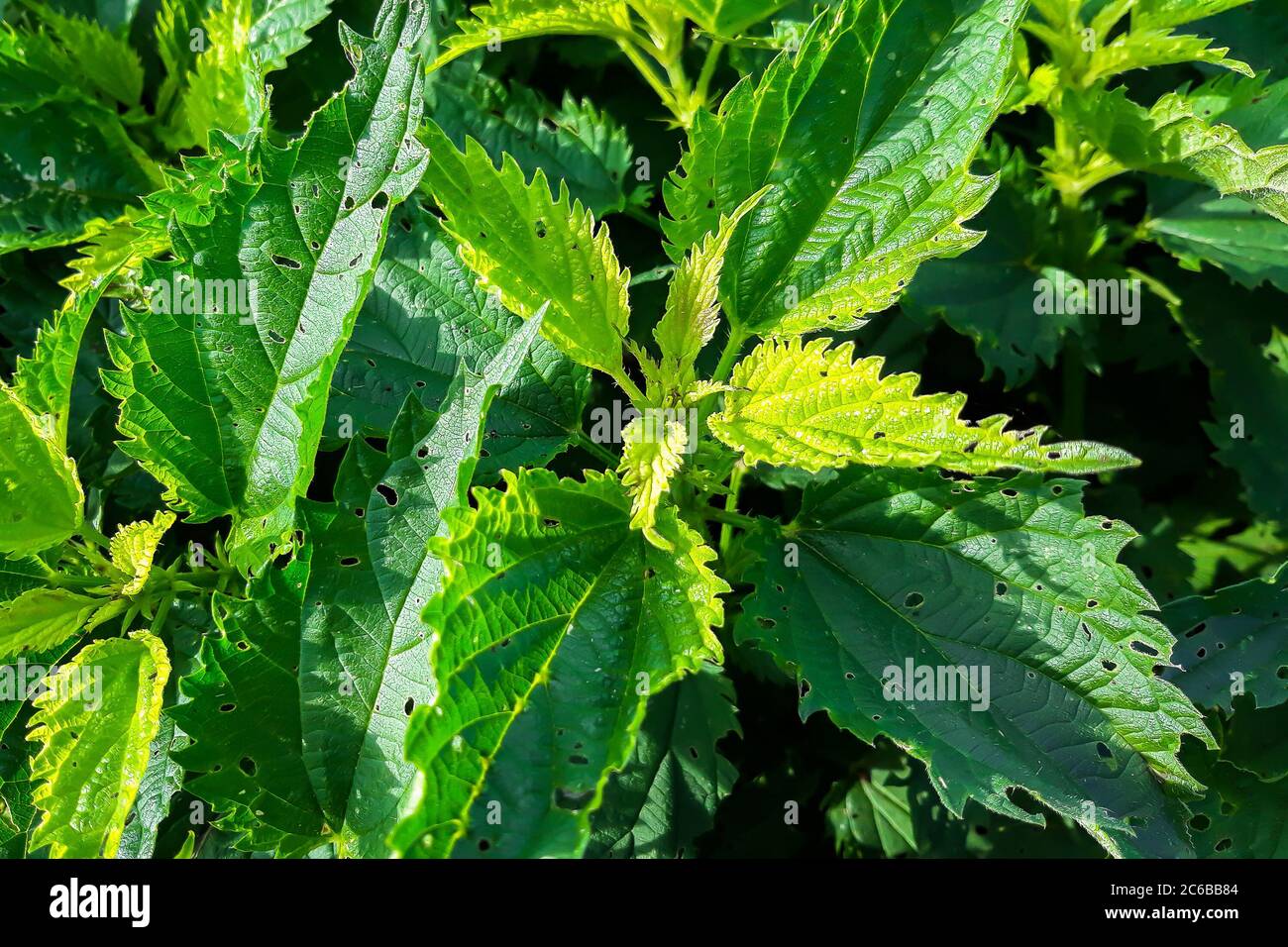 Nettle juice hi-res stock photography and images - Alamy