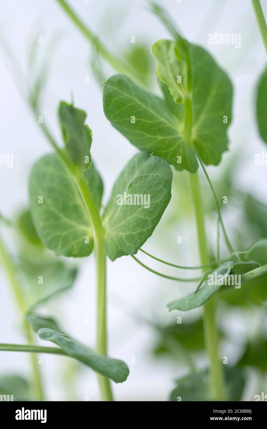 Pea shoots windowsill hi-res stock photography and images - Alamy