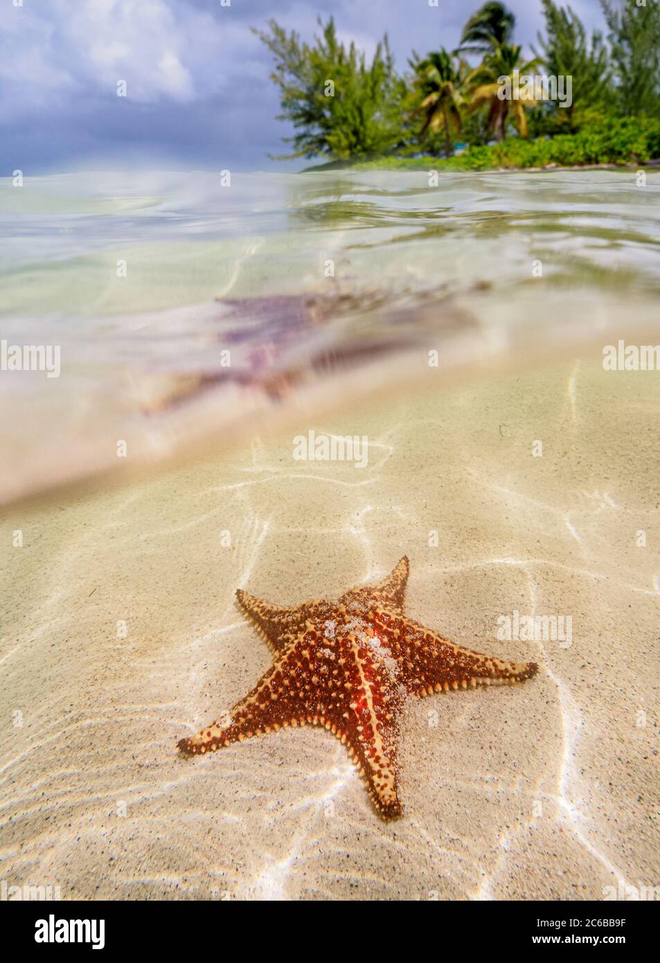 Sea star at Starfish Point, North Side, Grand Cayman, Cayman Islands ...
