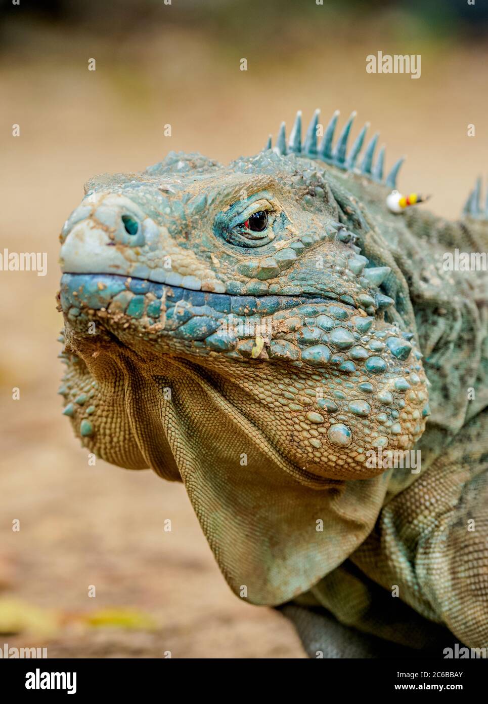 Queen elizabeth ii looking at camera hi-res stock photography and ...