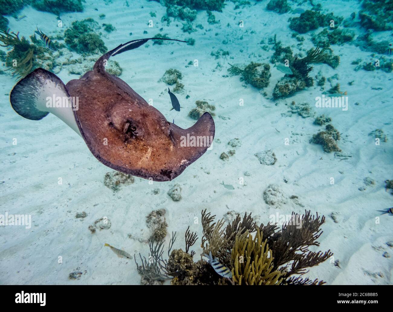 Southern stingray (Hypanus americanus), Stingray City, Grand Cayman ...