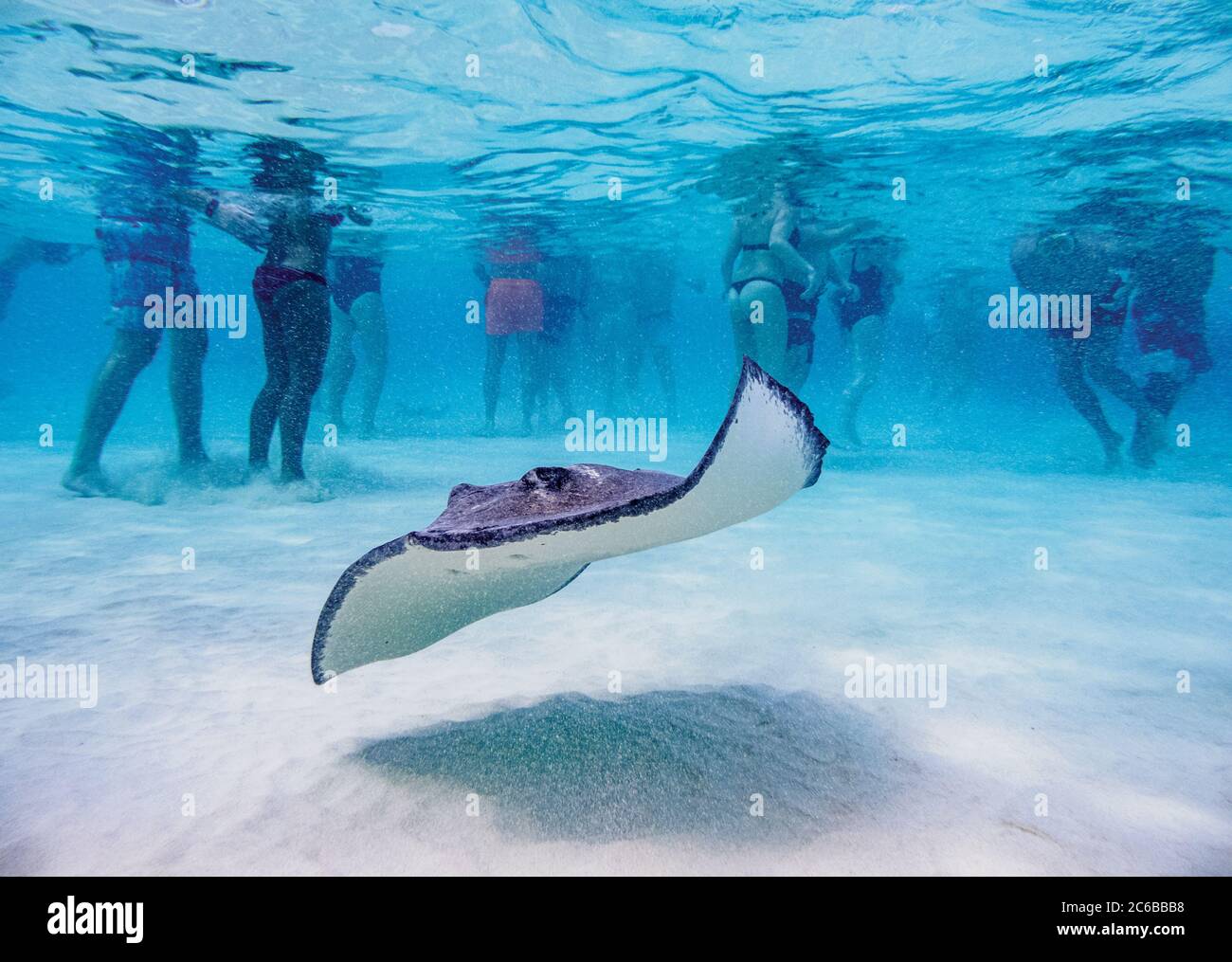 Hypanus hi-res stock photography and images - Alamy