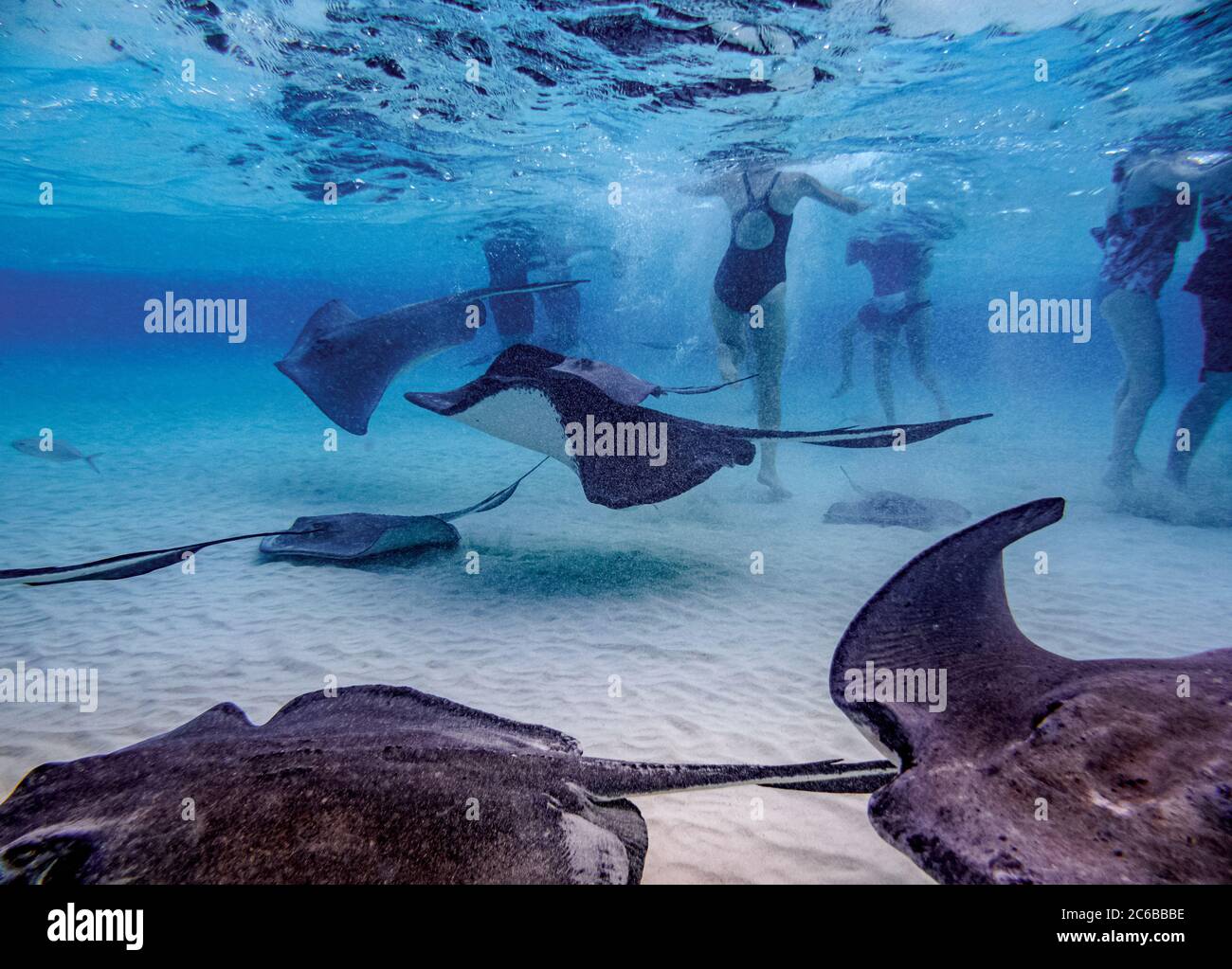 Hypanus hi-res stock photography and images - Alamy