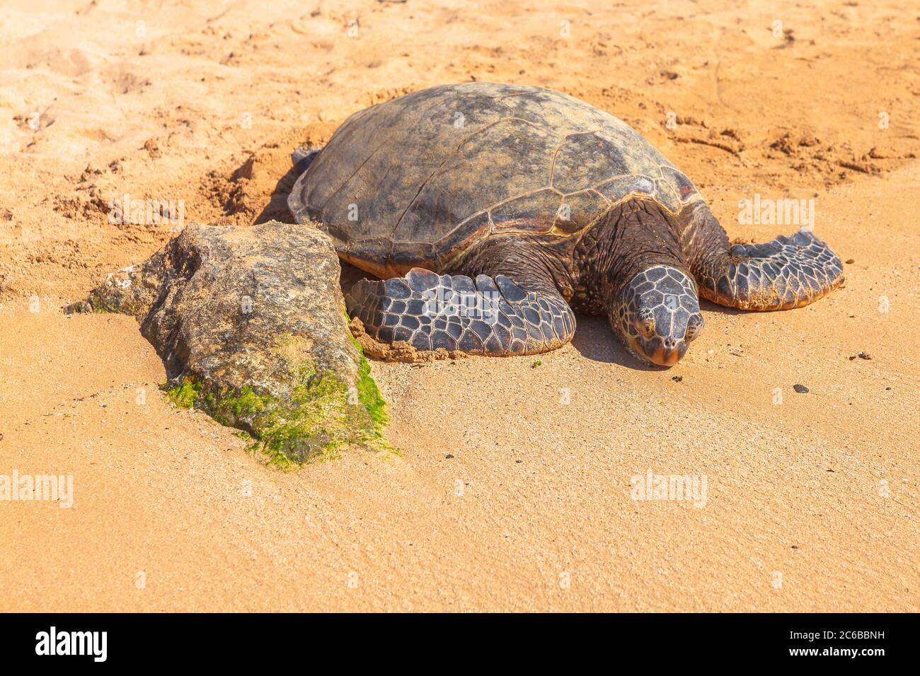 Turtl rock hi-res stock photography and images - Alamy