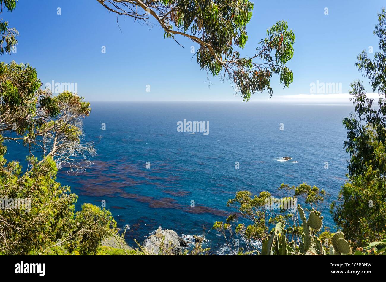 Beautiful view of the deep blue Pacific Ocean and typical vegetation in ...