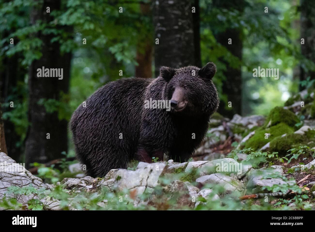 European Black Bear High Resolution Stock Photography and Images - Alamy
