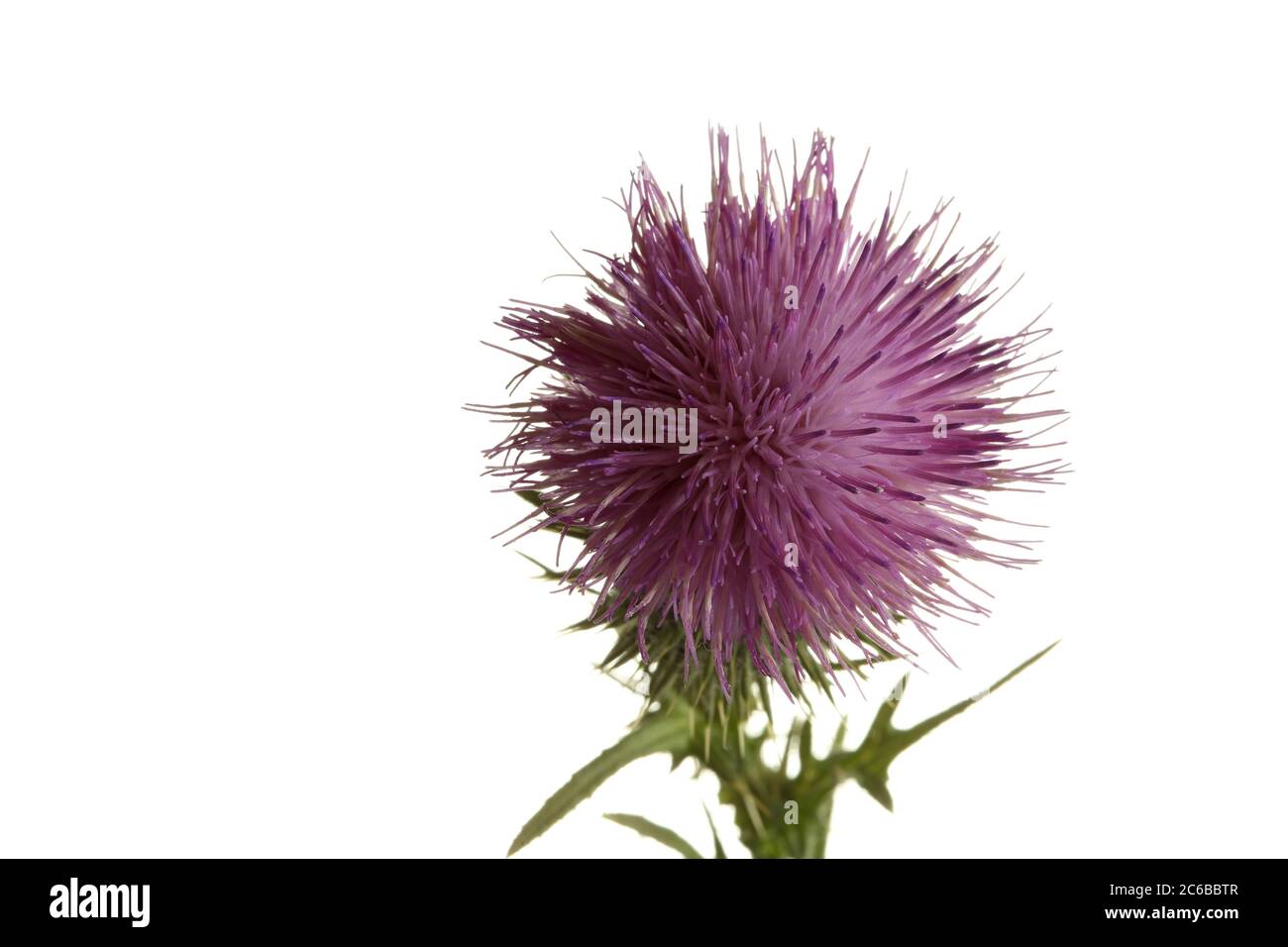 Single thistle flower head - Cirsium lanceoatum - against a white ...