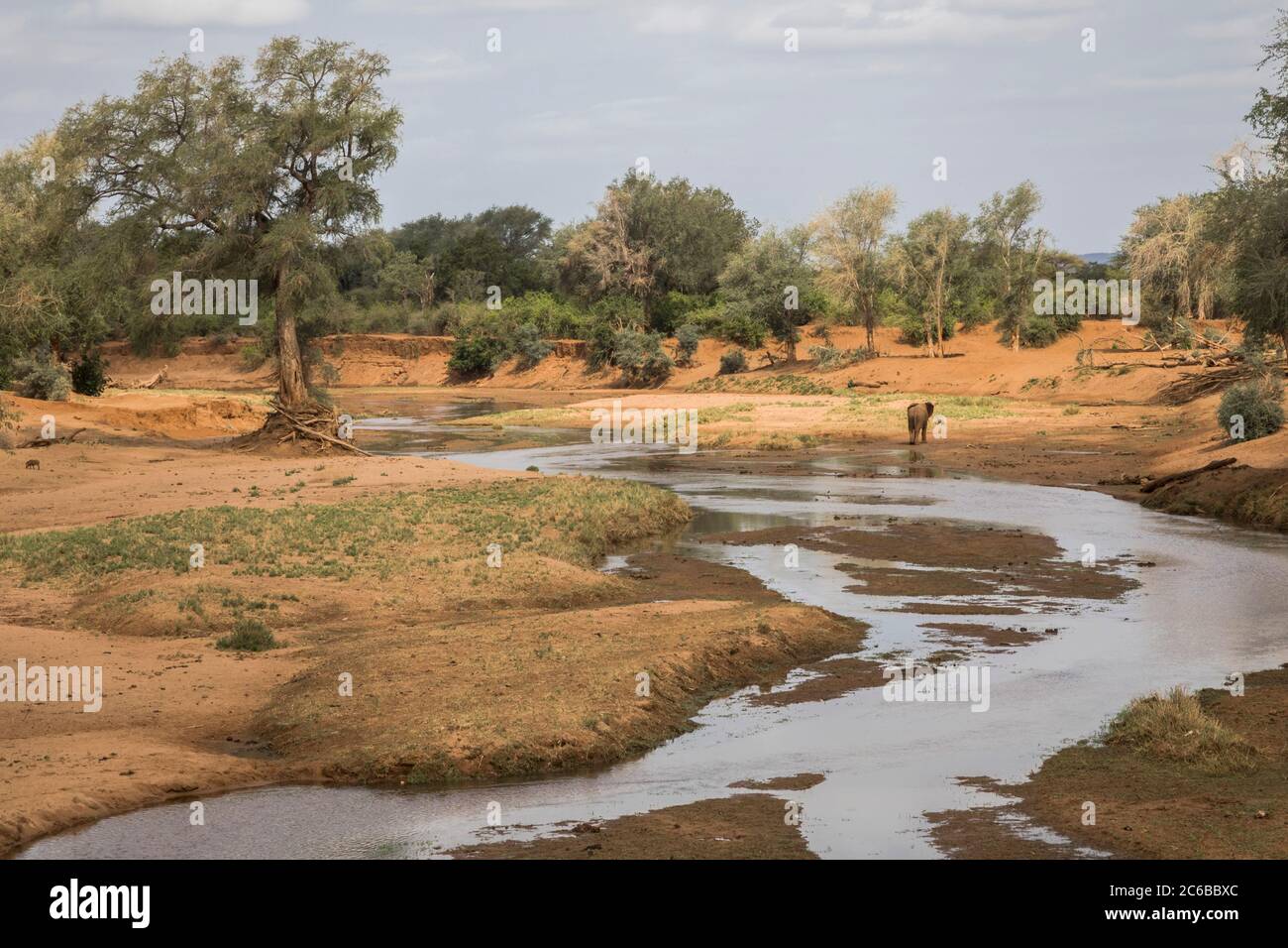 Elephant (Loxodonta african) in Shingwedzi river bed, Kruger National ...