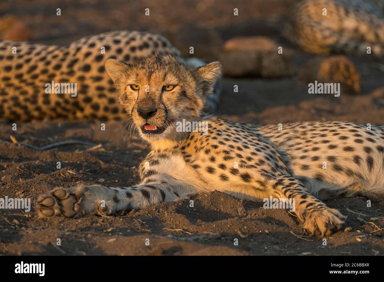 Cheetah (Acinonyx jubatus), Northern Tuli Game Reserve, Botswana ...