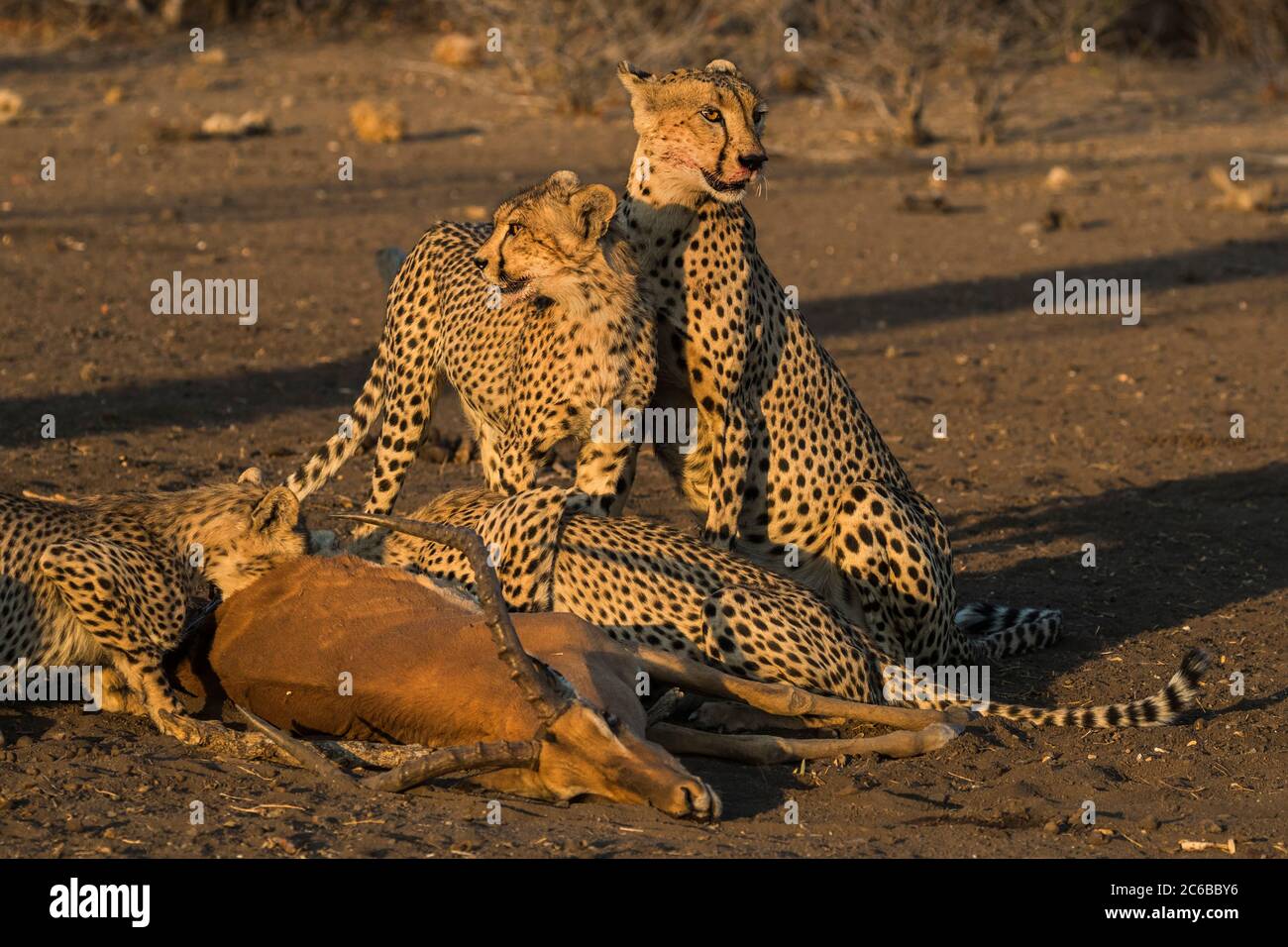 Cheetahs (Acinonyx jubatus) with impala kill, Northern Tuli Game ...