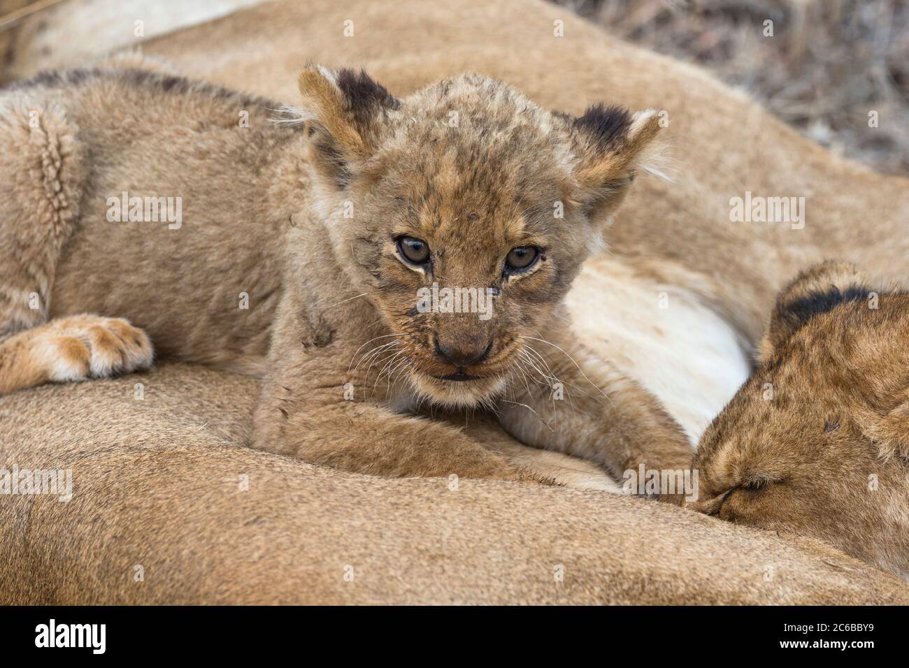 Lion (Panthera leo) cub, Elephant Plains, Sabi Sand Game Reserve, South ...