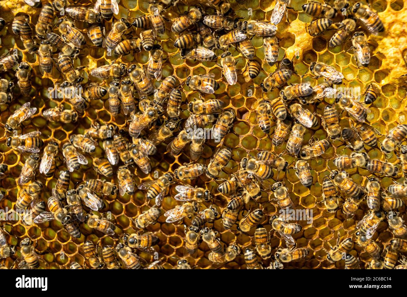 Honey bees on honeycomb, Mexico, North America Stock Photo - Alamy