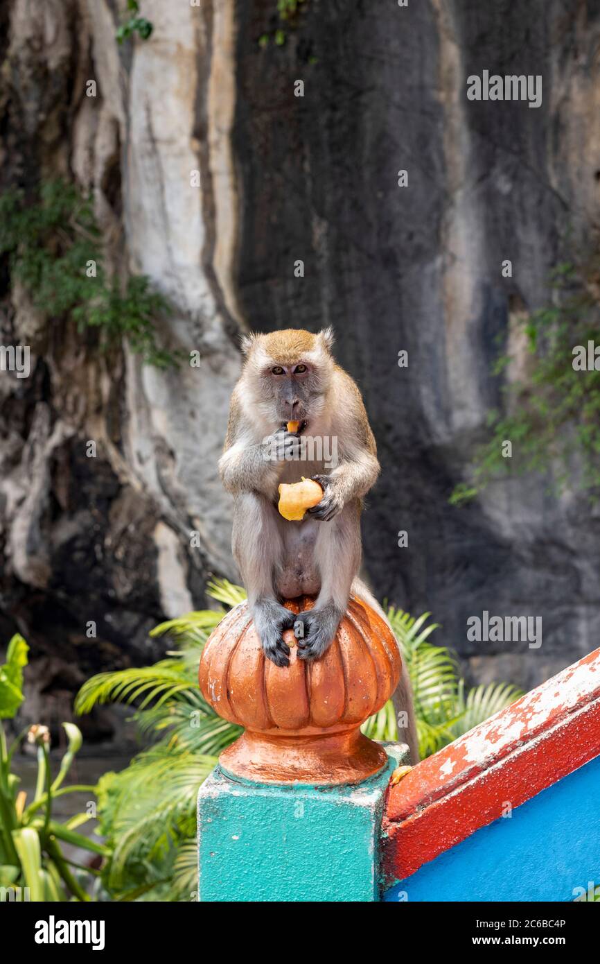 Macaque monkey on the steps to the Batu Caves with fruit given by ...