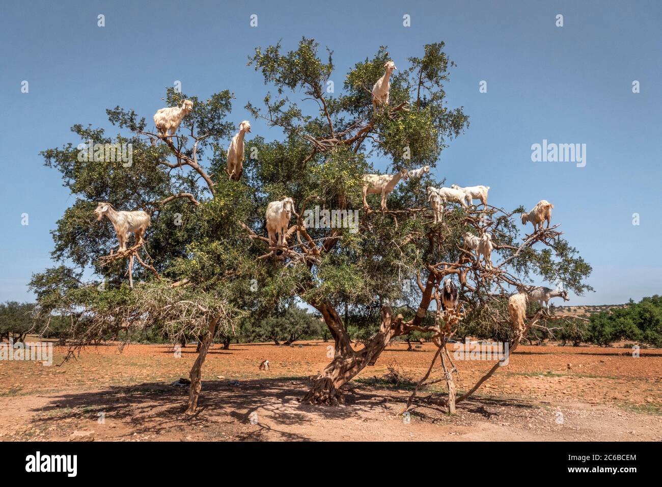 Goats in a tree, Morocco, North Africa, Africa Stock Photo - Alamy
