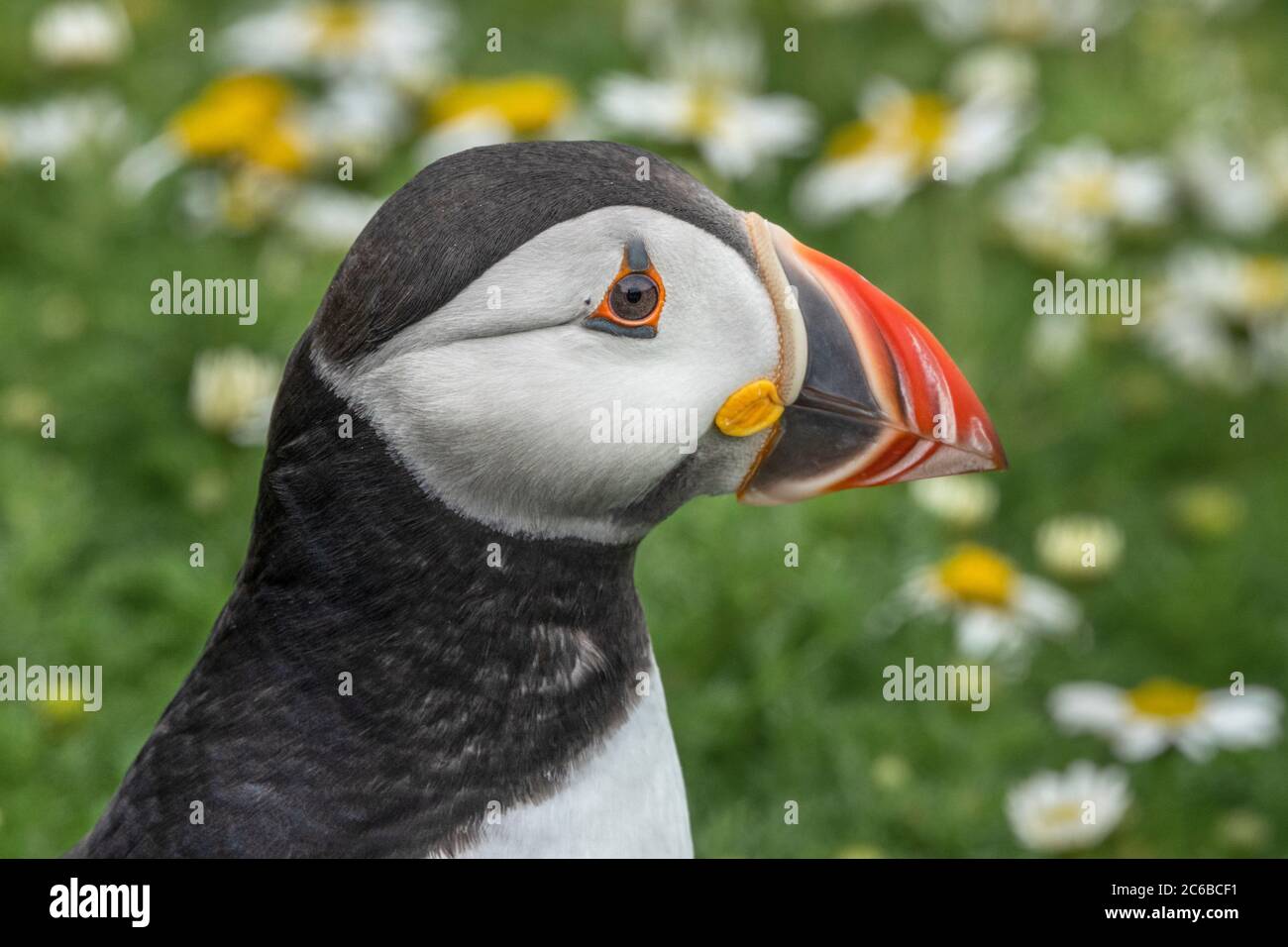 Puffin head hi-res stock photography and images - Alamy