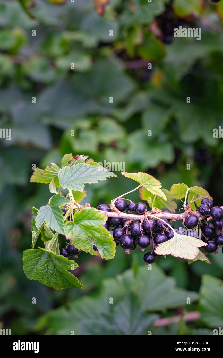 Purple Edible Fruit Fruits High Resolution Stock Photography and Images ...