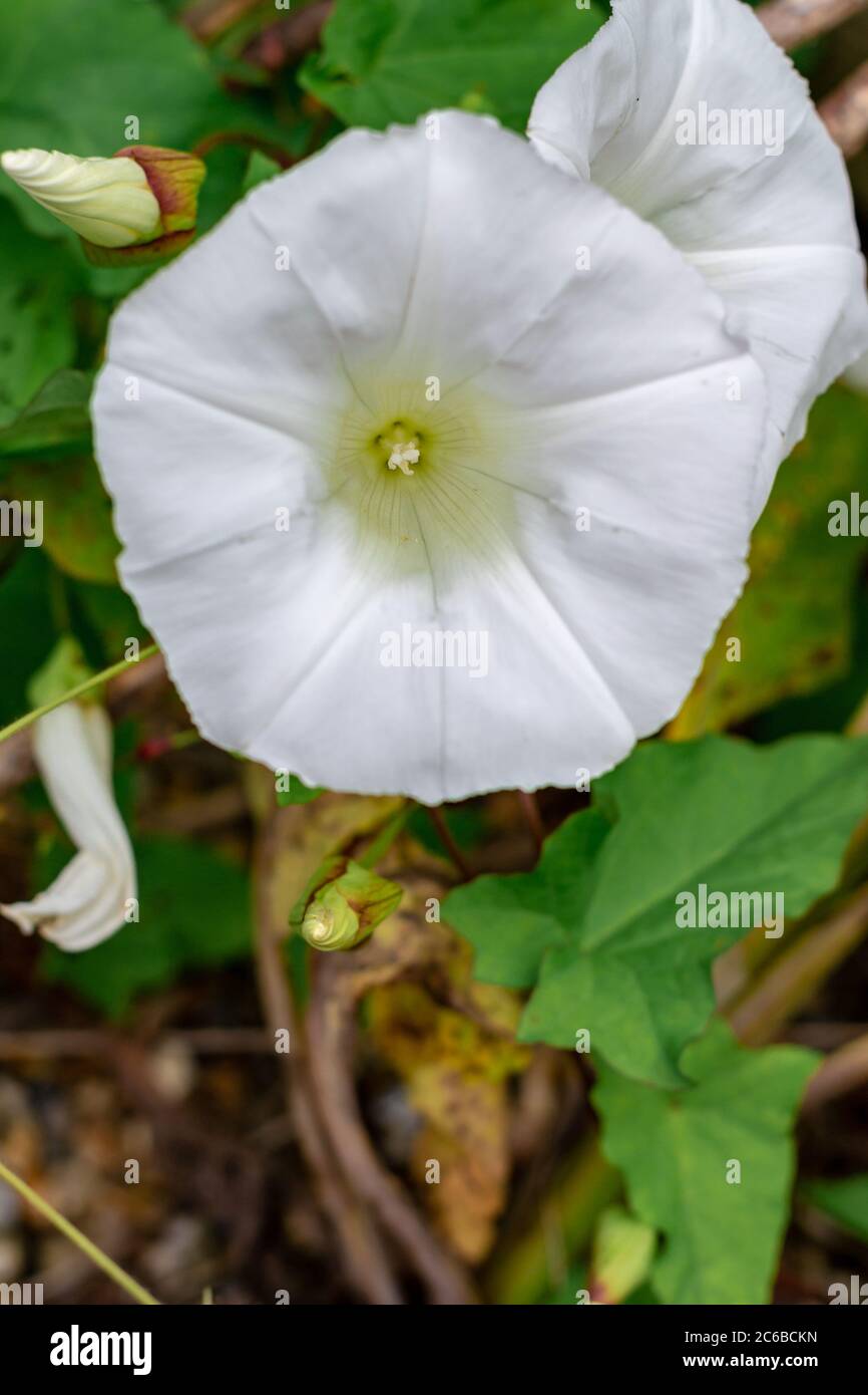 Bindweed flower, a pretty but invasive weed Stock Photo - Alamy