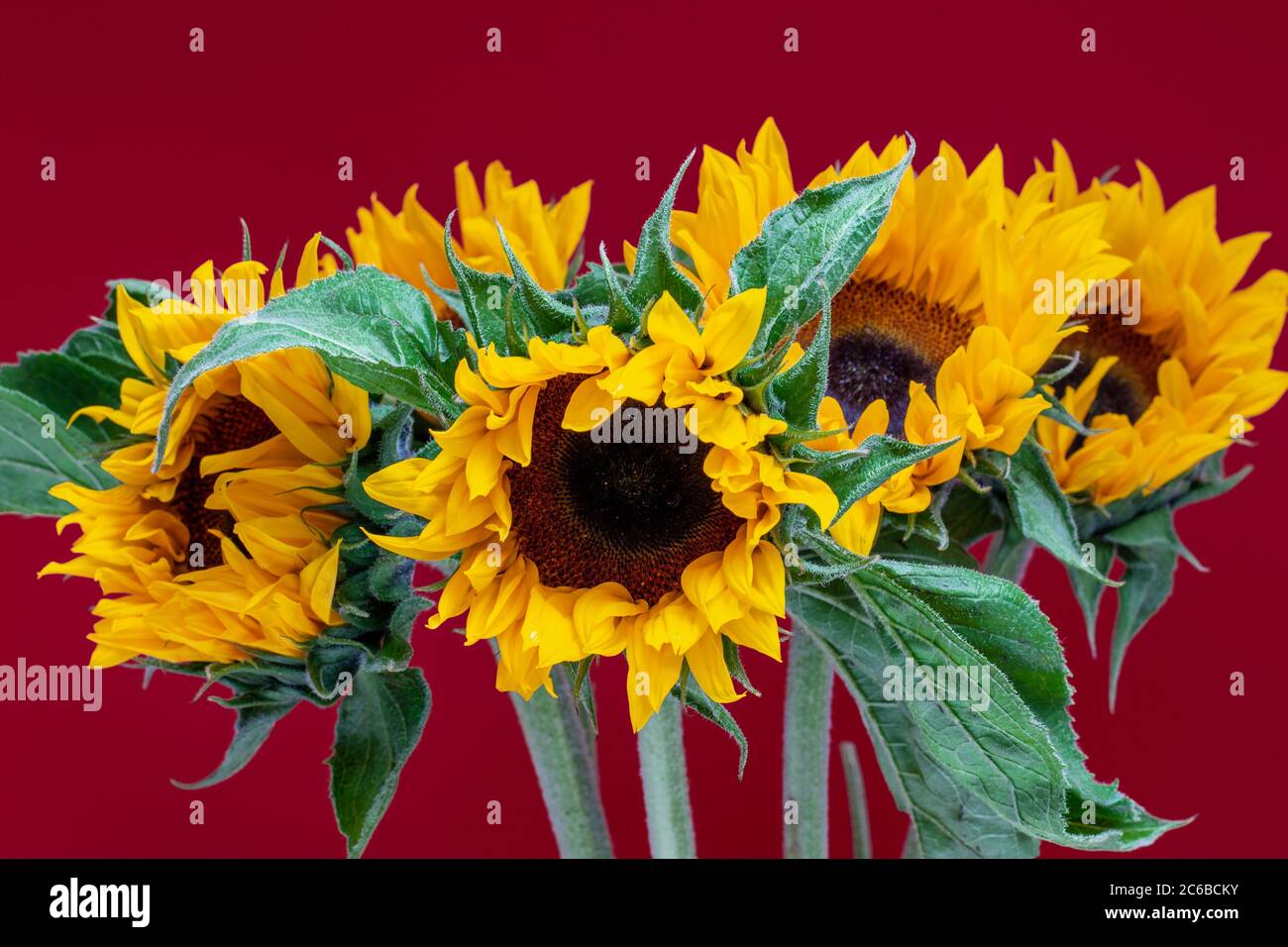 Red and yellow sunflowers hi-res stock photography and images - Alamy