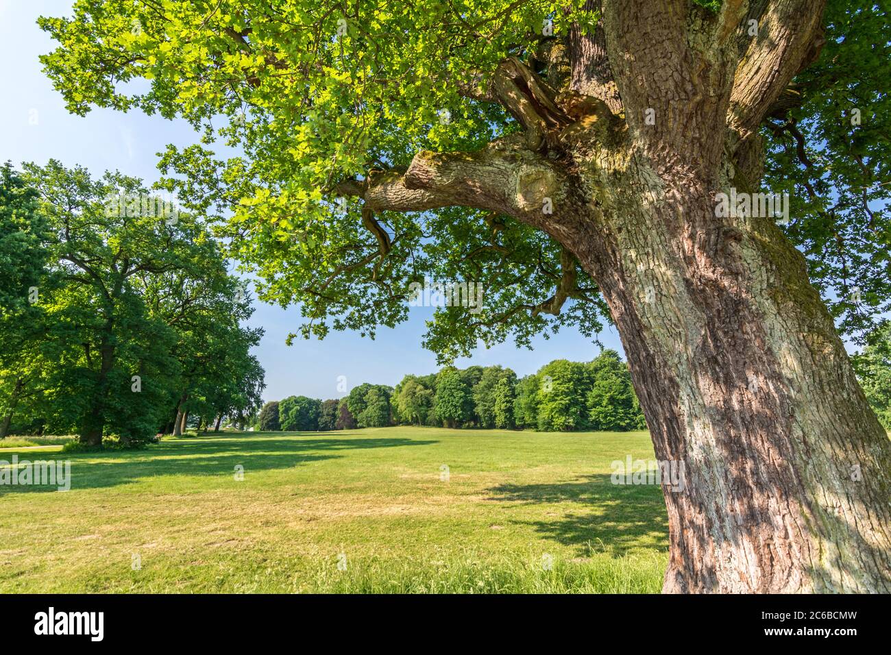 Old park meadow hi-res stock photography and images - Alamy