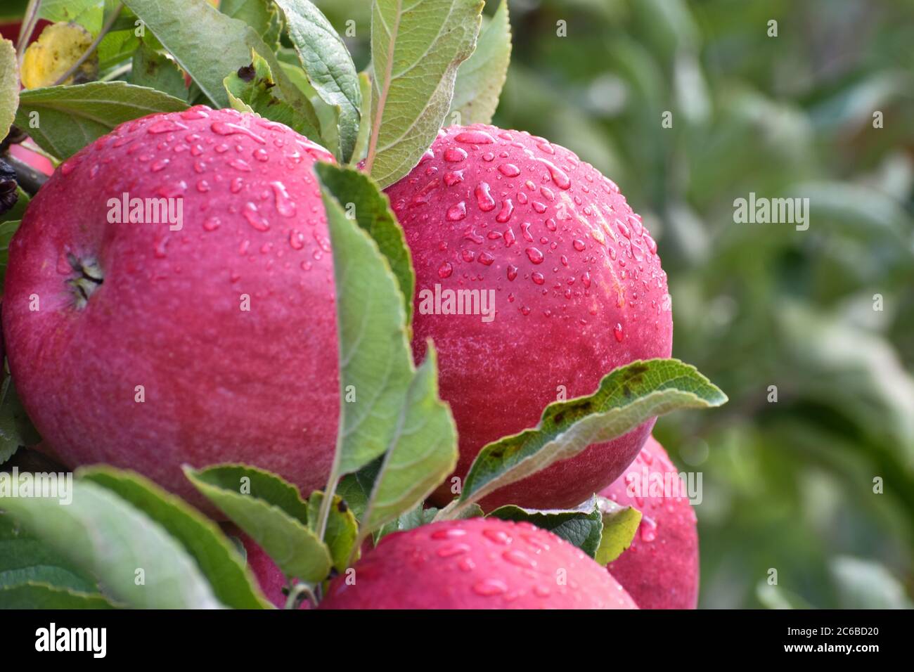 Ruby apples hi-res stock photography and images - Alamy