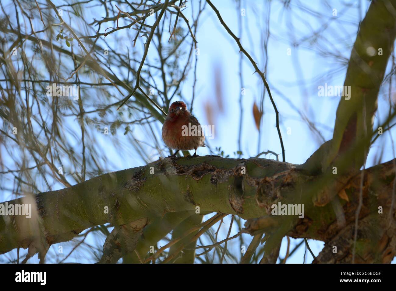 Single bird outdoor Stock Photo - Alamy