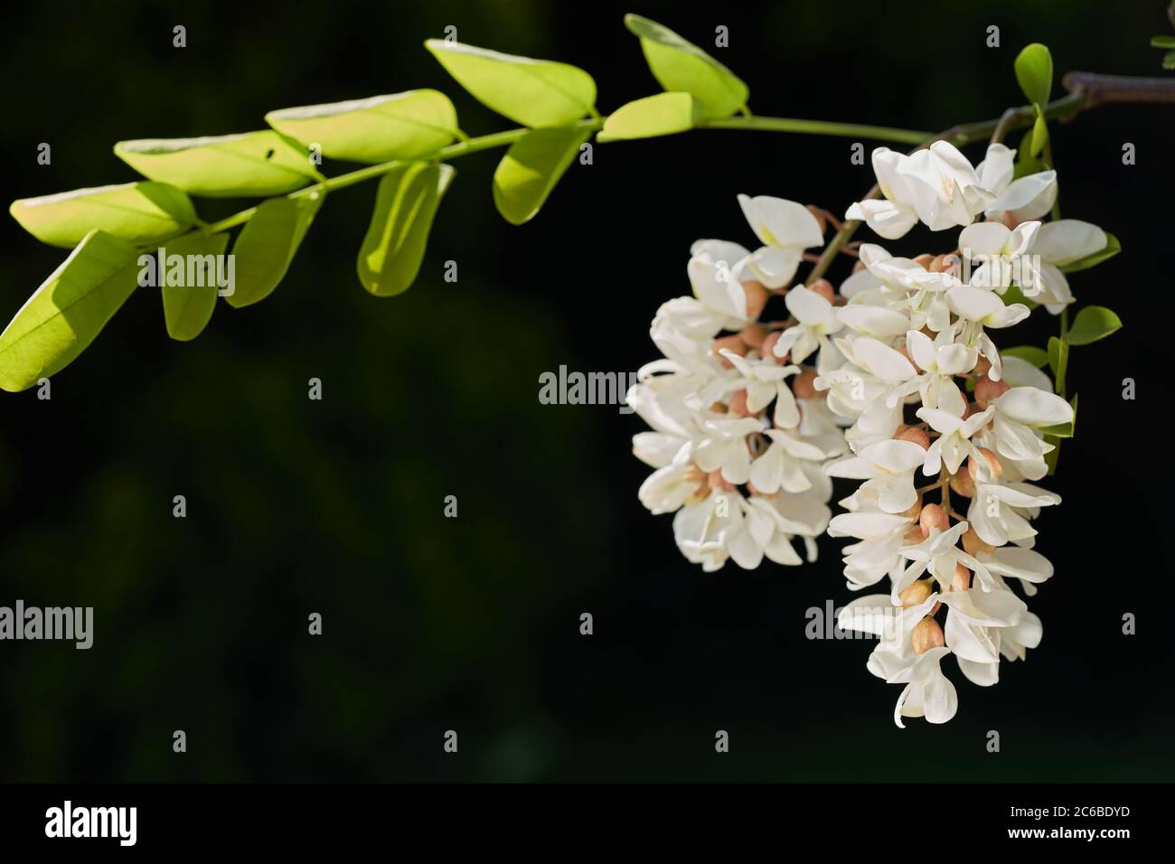 Flowering tree Robinia pseudoacacia. Known as False Acacia or Black ...