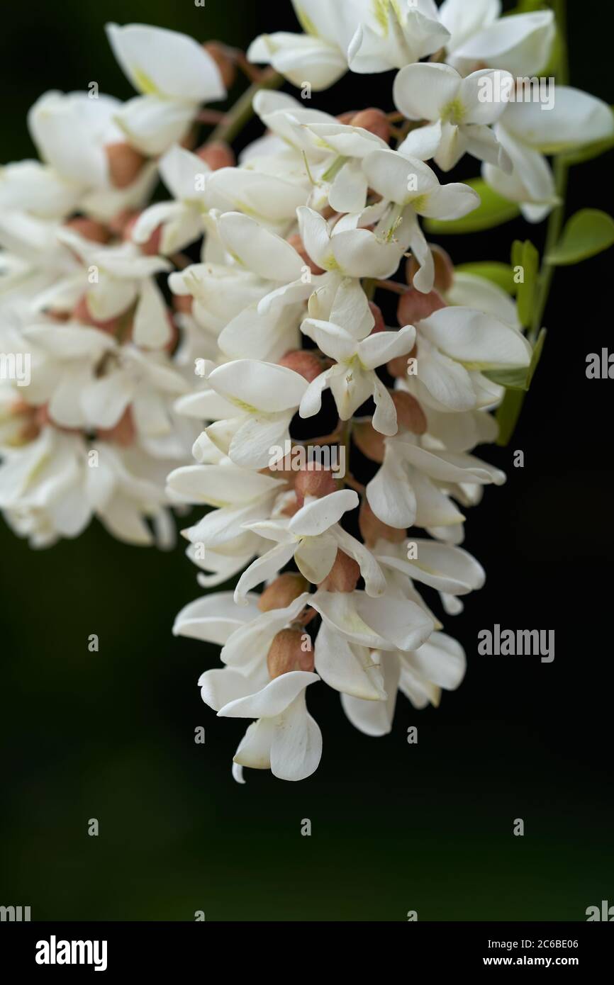Flowering tree Robinia pseudoacacia. Known as False Acacia or Black ...