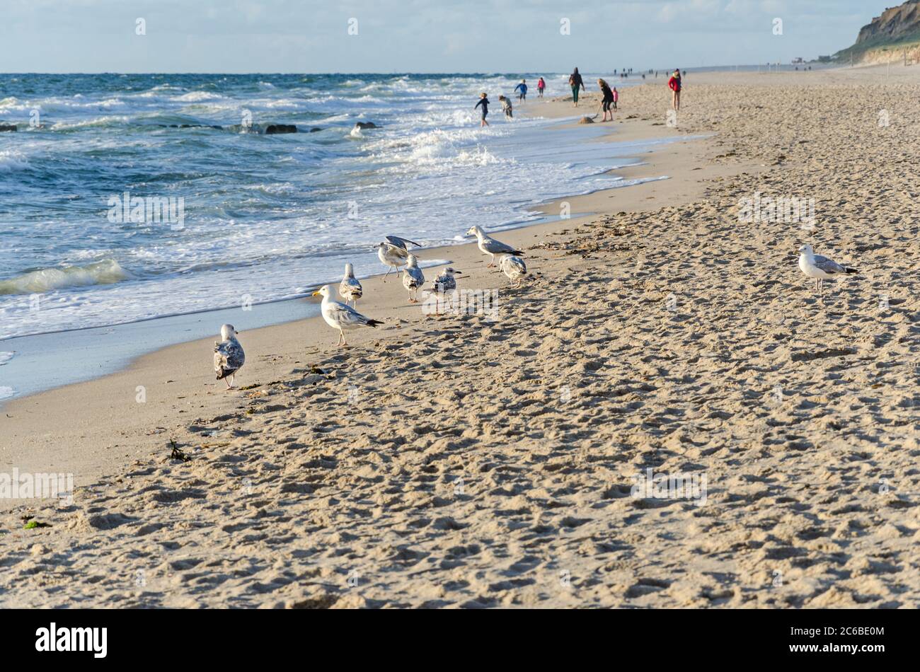 Beach with seagulls in Northern Germany Stock Photo - Alamy