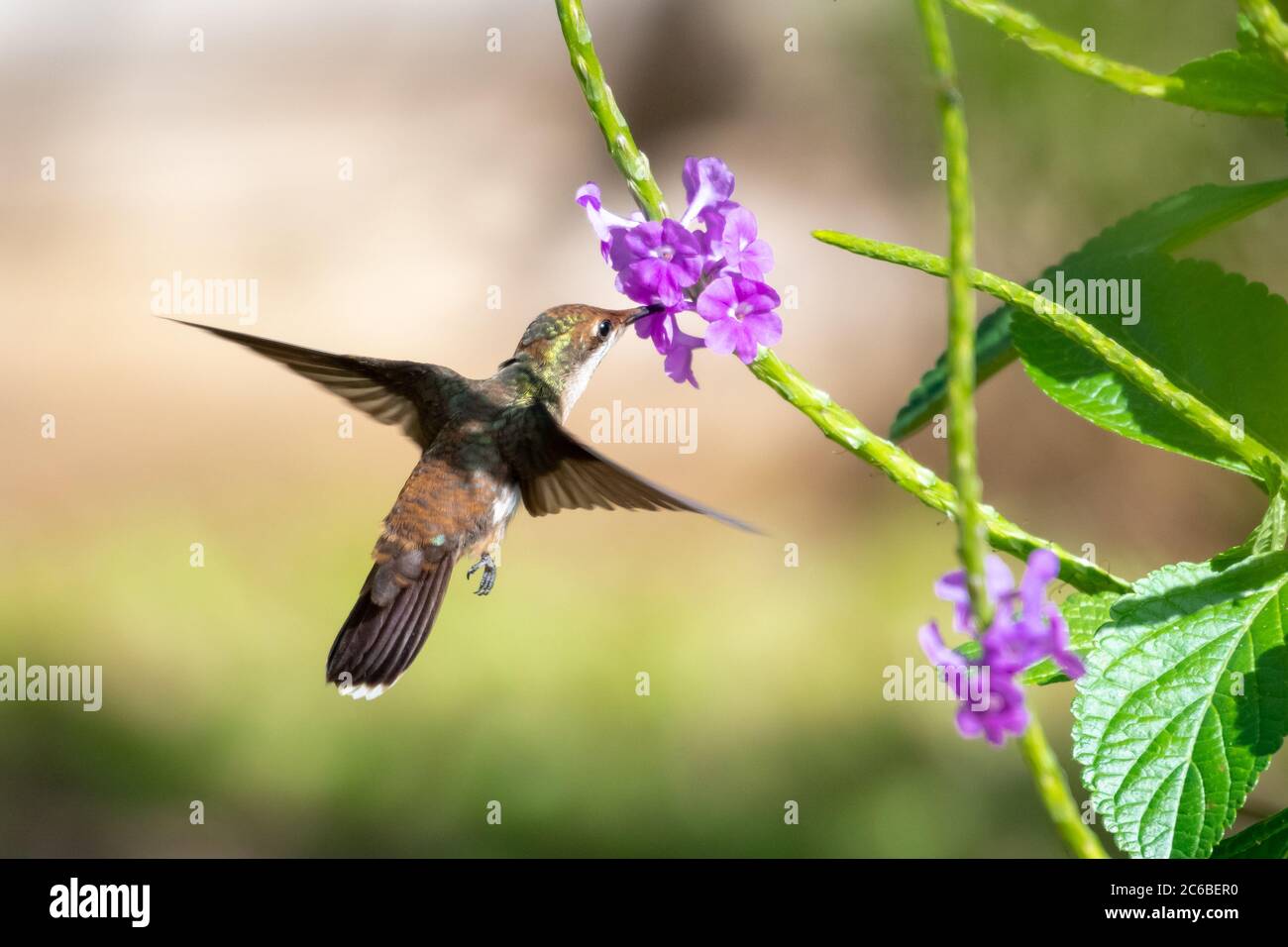 A female Ruby Topaz hummingbird feeding on a purple Vervain flower with ...