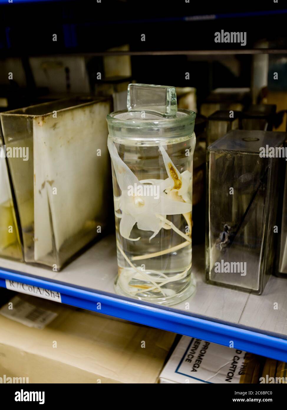 Botany and nature. Botanical learning and teaching. Plants, science ...