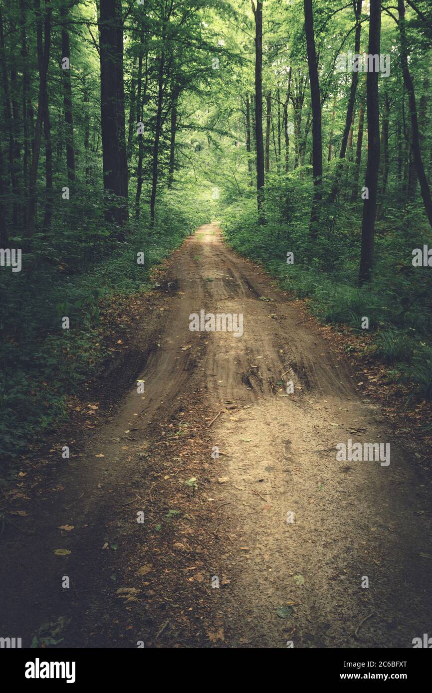 An unpaved road into a dark forest, Okszow, eastern Poland Stock Photo ...