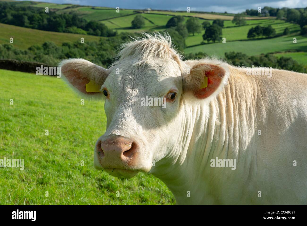 Countryside cows english cow hi-res stock photography and images - Alamy