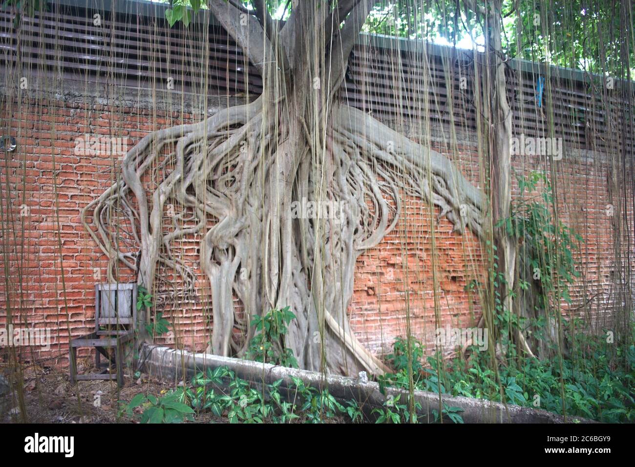 The vine and the ancient tree in the city Stock Photo - Alamy