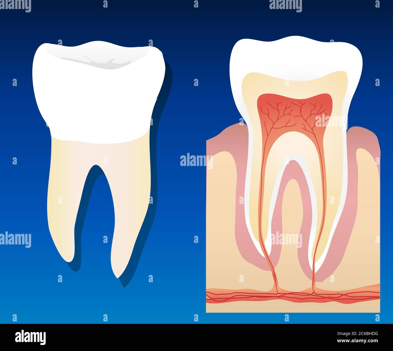 Orthodontal vector vectors hi-res stock photography and images - Alamy