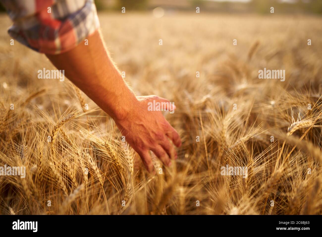 Farmer touching ripe wheat ears with hand walking in a cereal golden ...