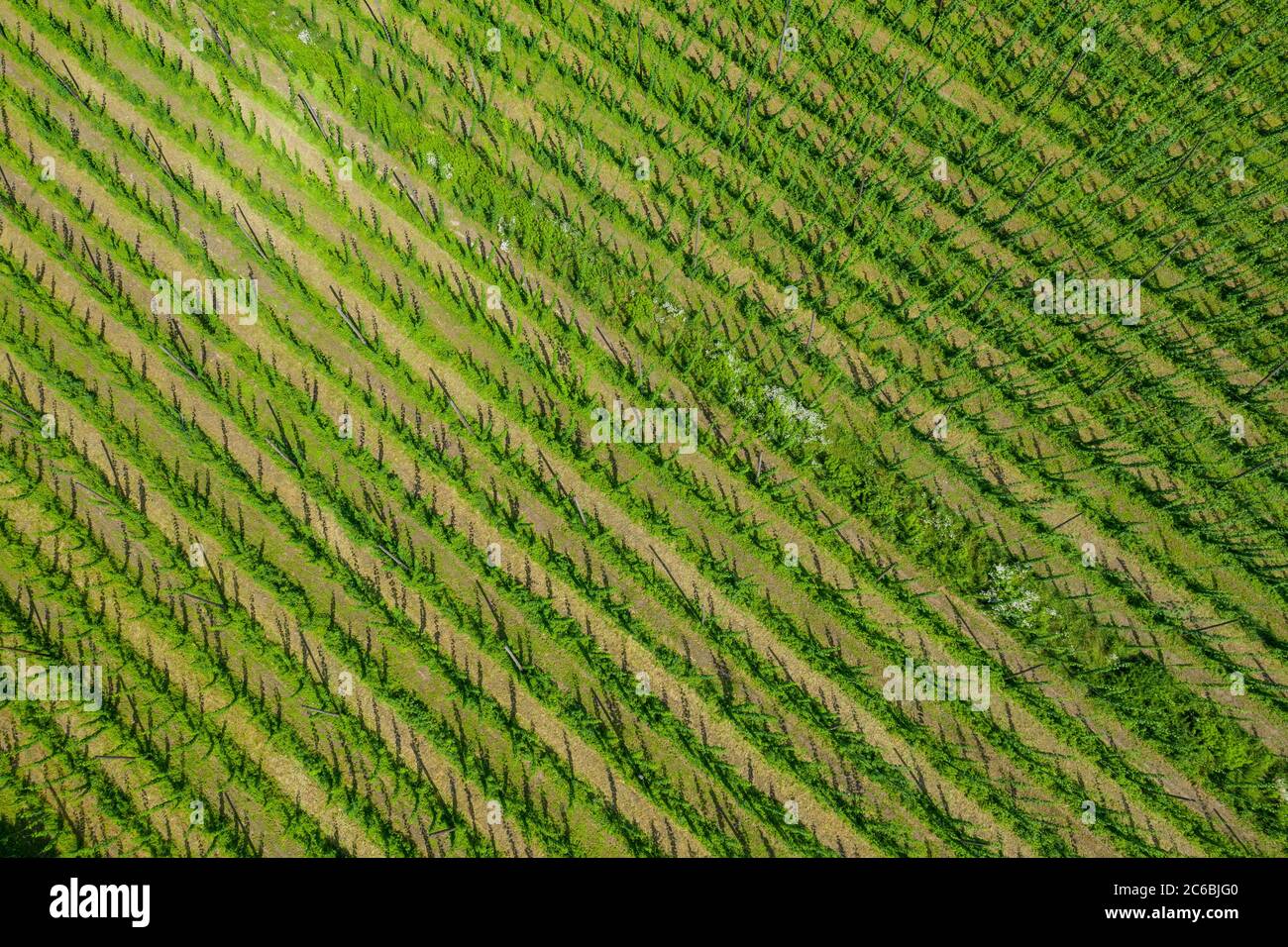 Aerial view of the fruit orchard, trees in a row Stock Photo - Alamy