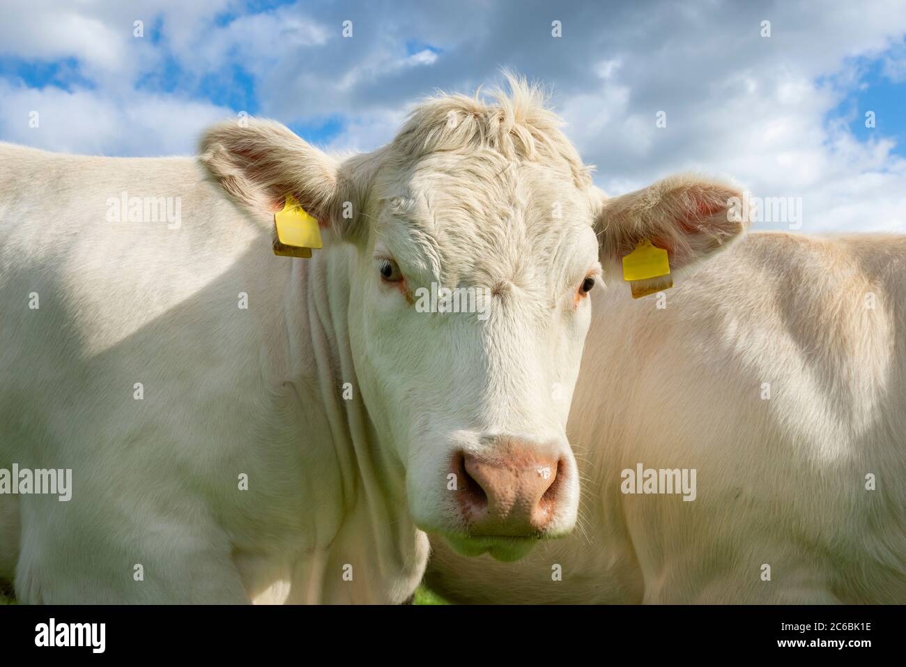 Charolais cow in countryside in mid summer Stock Photo - Alamy