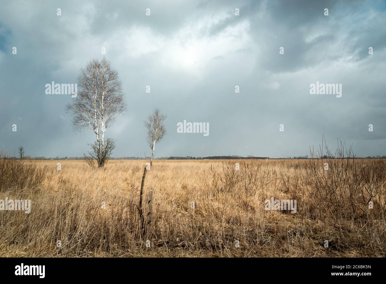 Birch trees without leaves and dry grass, cloudy skies Stock Photo - Alamy