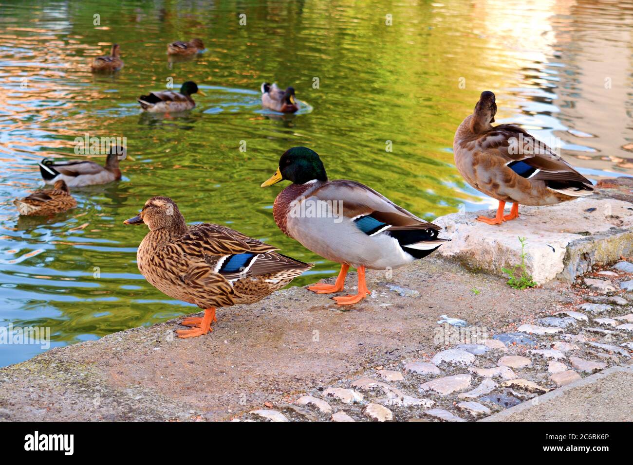 Very common and widespread bird species hi-res stock photography and ...
