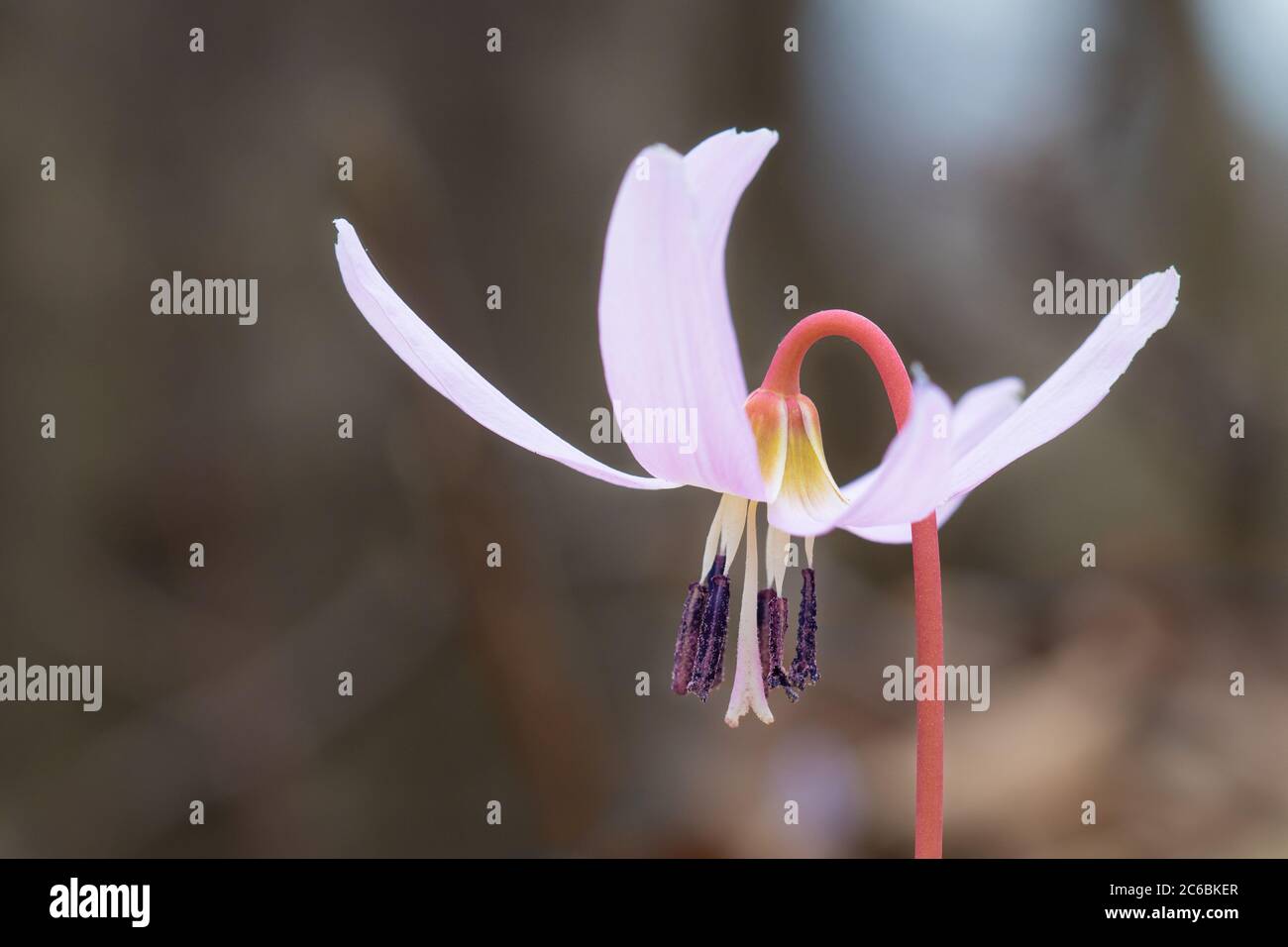 Pasji zub hi-res stock photography and images - Alamy