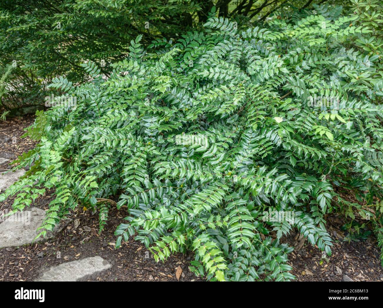 Japanische Mahonie Mahonia japonica Stock Photo - Alamy