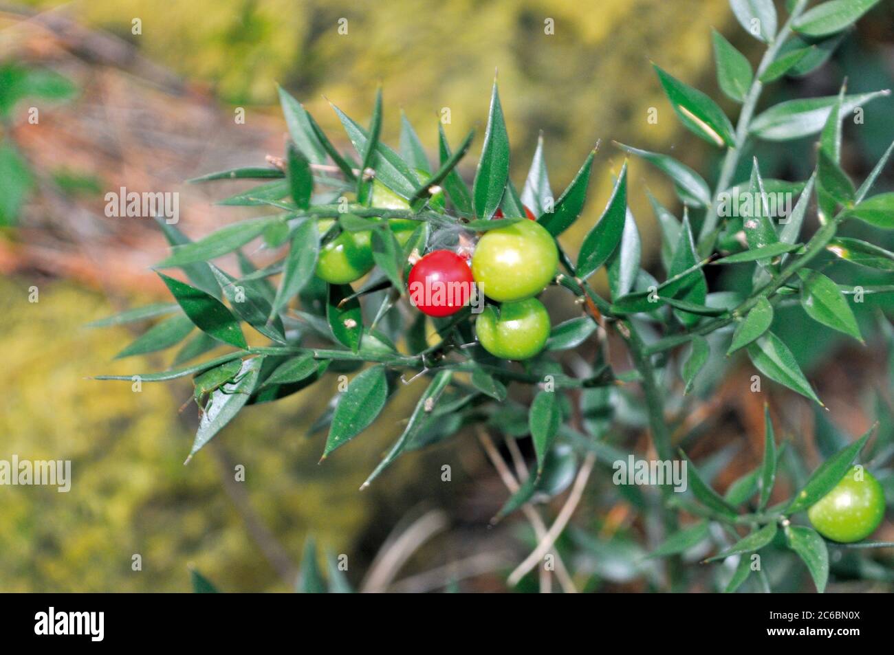 Rusco hi-res stock photography and images - Alamy